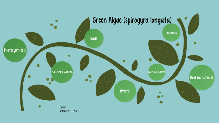 Trophic cascade - what if green algae disappeared? by cosmo s on Prezi