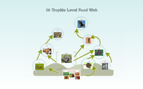 10 Trophic Level Food Web by Markus Lee on Prezi