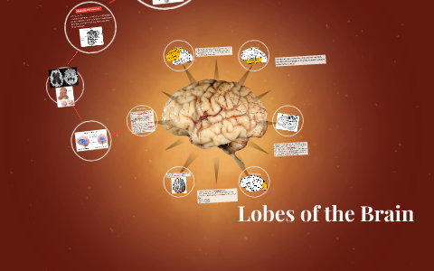 Lobes of the Brain by Amanda Althouse on Prezi