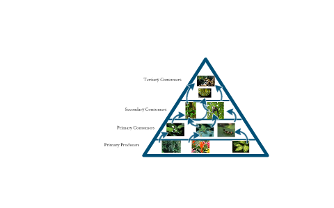Amazon Rainforest Food Web by Krista Kreidt on Prezi