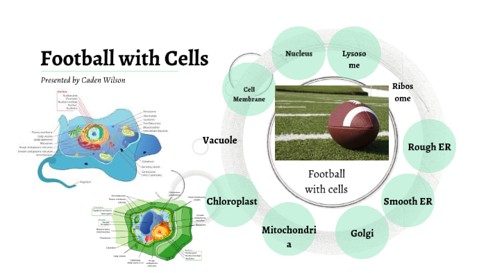 Football with cells by Caden Wil8220 on Prezi