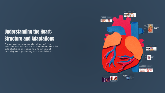Understanding the Heart: Structure and Adaptations by Wout Diesveld on ...