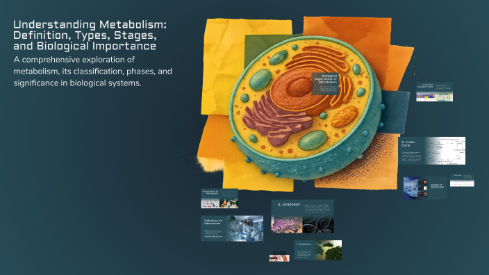 Understanding Metabolism: Definition, Types, Stages, and Biological ...