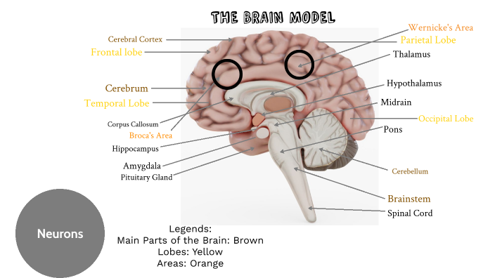 INTERACTIVE BRAIN MODEL 123 by Jhona mae Margañas on Prezi