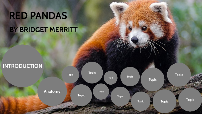 W.I.P. Red Pandas by Bridget Merritt on Prezi