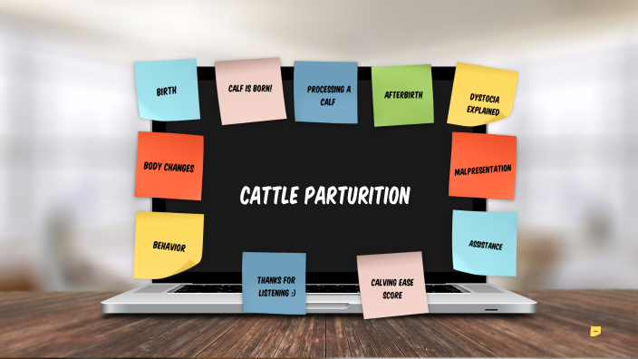 Cattle Parturition Process by brooklynn barry on Prezi