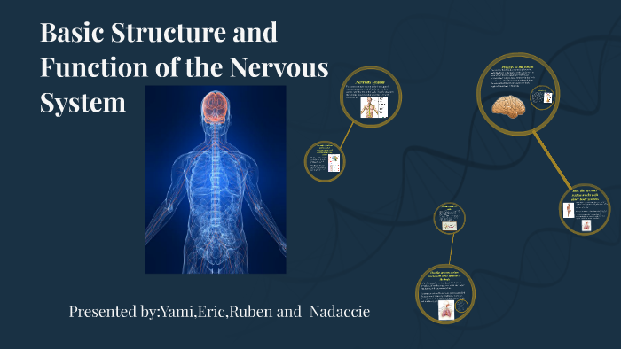 Basic Structure and Function of the Nervous System by Nadaccie ...