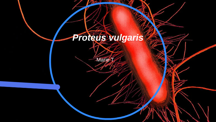 Proteus Vulgaris by M Tond on Prezi