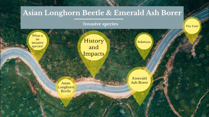 Asian Longhorn Beetle and Emerald Ash Borer by Anna Coleman on Prezi