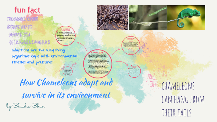 how chameleons adapt and by Claudia Chan on Prezi