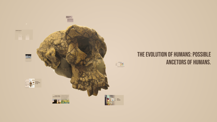 The Evolution of Humans: Tracing Our Ancestry by Nazira Nur on Prezi