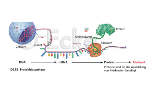 Phase 1: Transkription(Replikation) by Onkel Adi