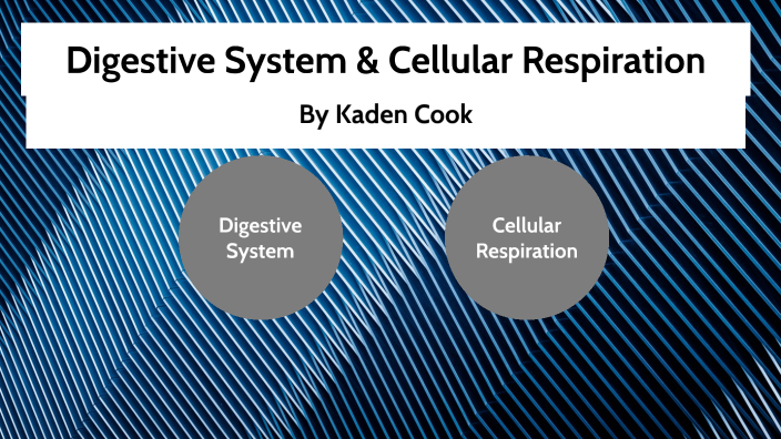 Digestive System & Cellular Respiration. by Kaden Cook on Prezi