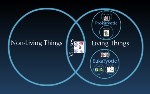 Hierarchy of Life by Tami Menard on Prezi