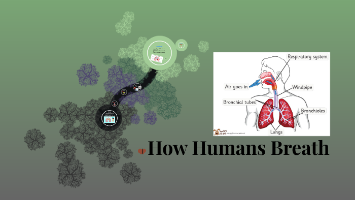 How Humans Breath by alessandro dipilato on Prezi