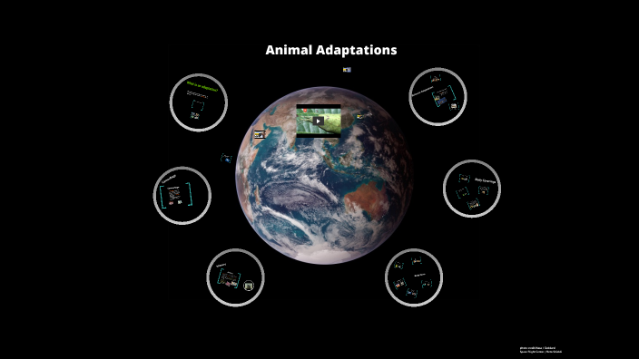 Animal Adaptations (VA SOL Aligned) by Melissa May on Prezi
