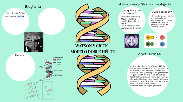 WATSON Y CRICK MODELO DOBLE HÉLICE by Paskal Pérez on Prezi