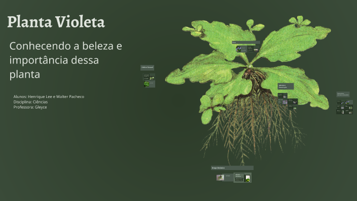 Planta Violeta by Sayuri Lee on Prezi