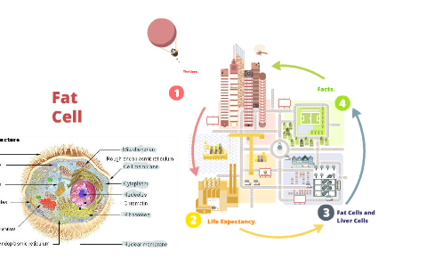 The Fat Cell by Carly S. on Prezi