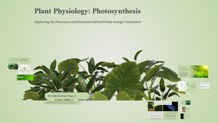 Plant Physiology: Photosynthesis by Khan Hussain on Prezi