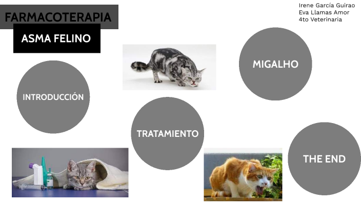 asma felino by irene6684 on Prezi