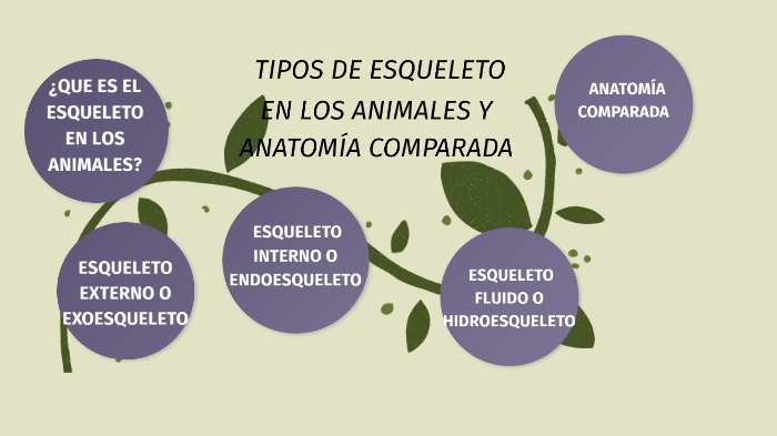TIPOS DE ESQUELETO EN LOS ANIMALES Y ANATOMÍA COMPARADA by anghi Enti ...