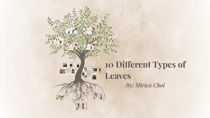 10 Different types of leaves by John Shep on Prezi