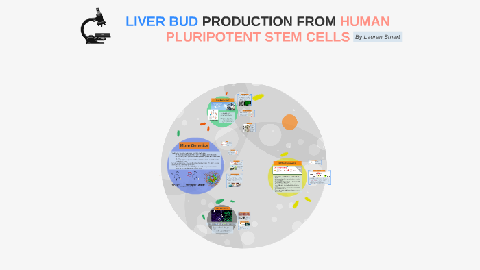 LIVER BUD PRODUCTION FROM HUMAN PLURIPOTENT STEM CELLS by Lauren Smart ...
