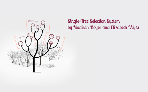What is a Single Tree Selection System? by Madisen Boyer on Prezi