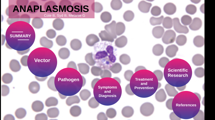 Anaplasmosis by Sydney Base-Smith on Prezi