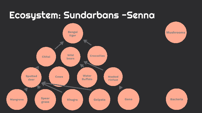 Sundarbans by Mar'sena Moore on Prezi