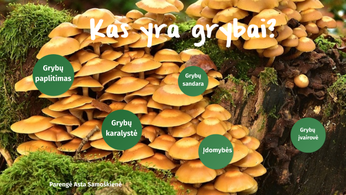 Kas yra grybai? by Asta Samoškienė on Prezi