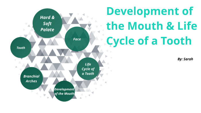 Development of the Mouth & Life Cycle of a Tooth by Sarah Hoffman on Prezi