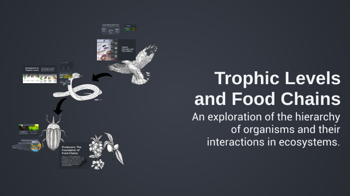 Trophic Levels and Food Chains by Адилет Лемис on Prezi