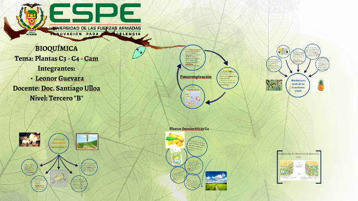 PLANTAS C3 - C4 - CAM by Leonor Guevara on Prezi