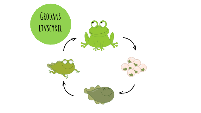 Grodans livscykel by Amanda Zetterholm on Prezi