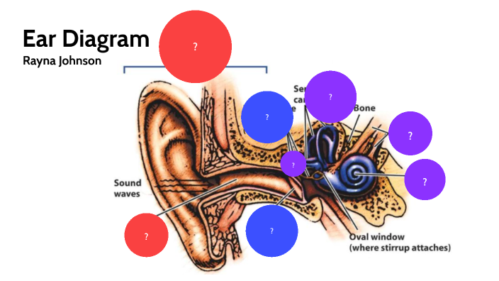 Ear Diagram by Rayna Johnson on Prezi