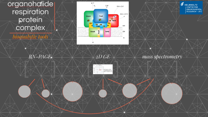 Organohalide respiration protein complex by Thirry No on Prezi