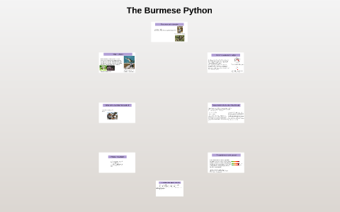 The Burmese Python by on Prezi