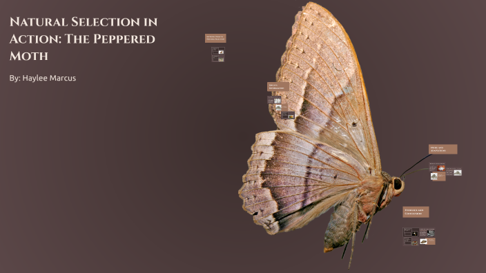 Natural Selection in Action: The Peppered Moth by Haylee Marcus on Prezi