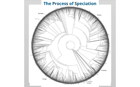 Biology Chapter 16 Section 3 Speciation by Mark Meredith on Prezi