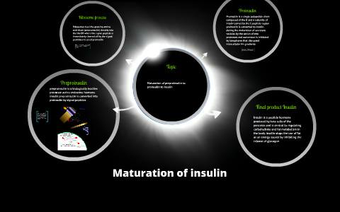 Maturation of preproinsulin to proinsulin to insulin by on Prezi