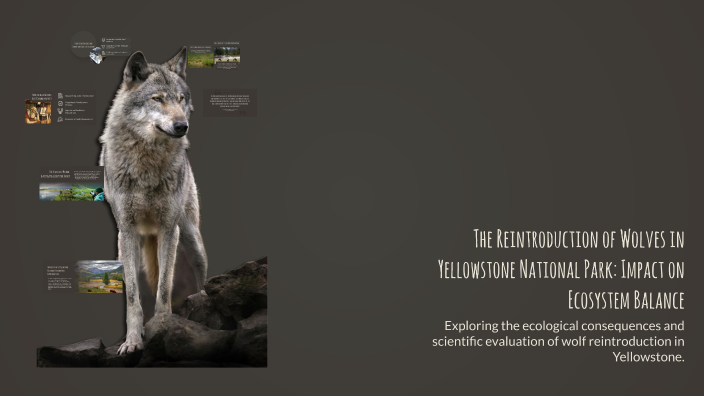 The Reintroduction of Wolves in Yellowstone National Park: Impact on ...