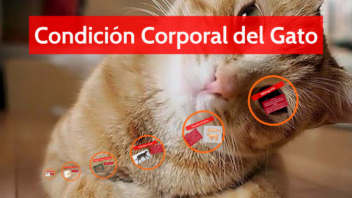 Condición Corporal del Gato by Anaid Benitez on Prezi