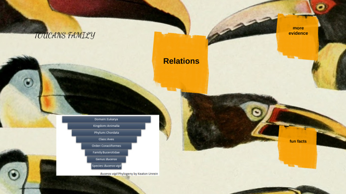 The evolution of toucans by Yorsaliem Hadgu on Prezi