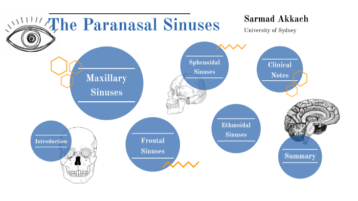 The Paransal Sinuses By Sarmad Akkach On Prezi