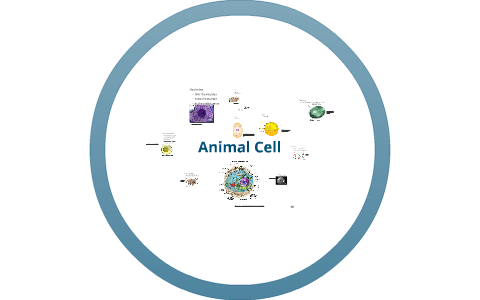 Animal Cells by Taylor Spirito on Prezi