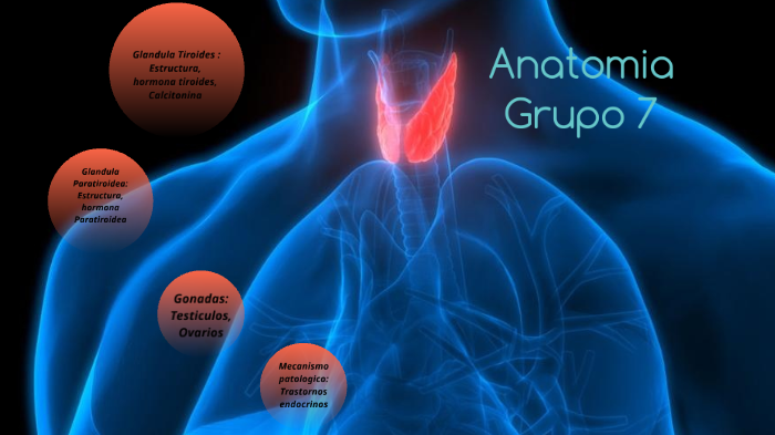 Glandulas, Gonadas Mecanismo endocrinos by Oscar Acosta on Prezi