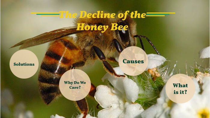 The Decline of the Honey Bee by Will Marston on Prezi