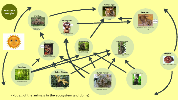 Webs Ecosystem by JULIA MOTKIN (Student) on Prezi